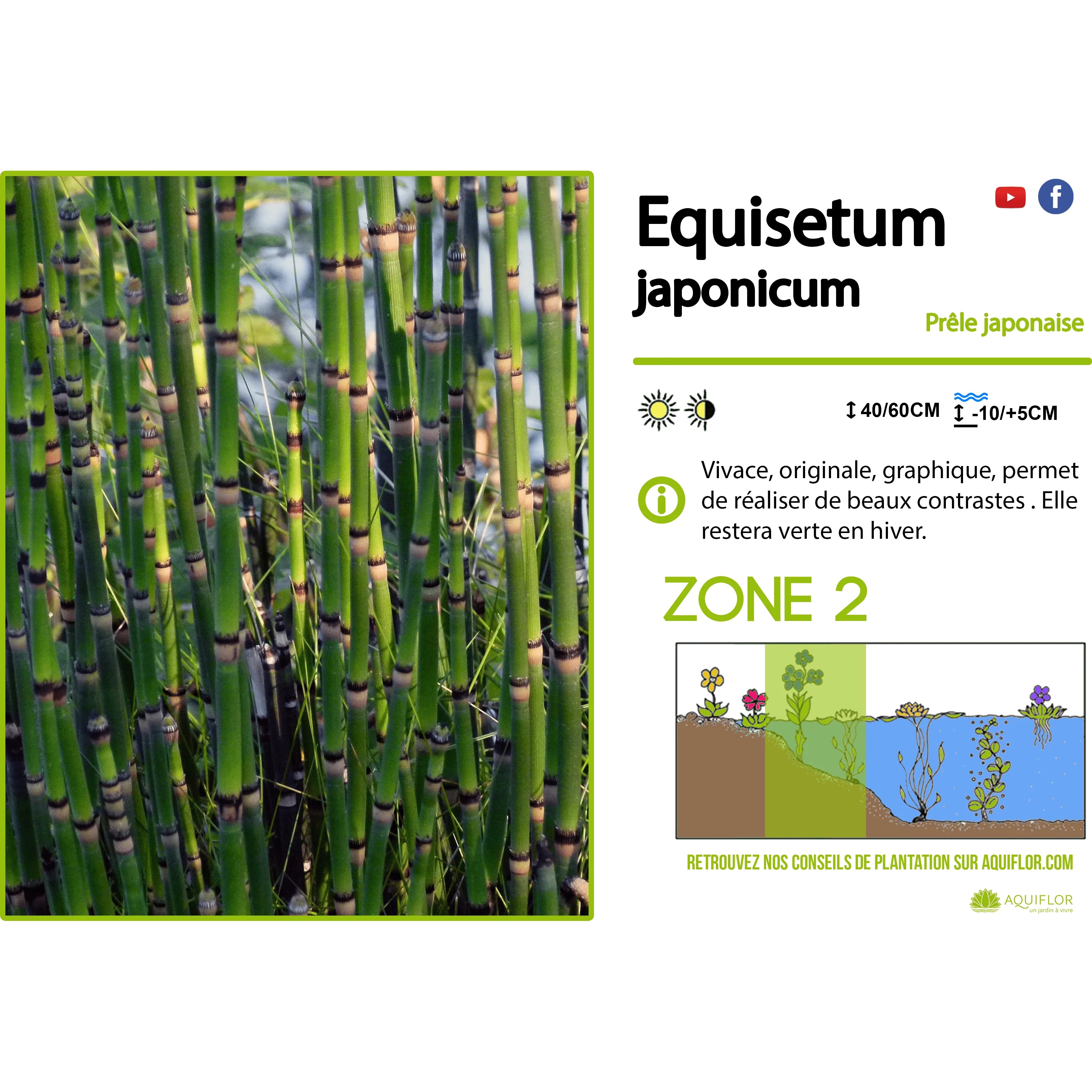 Equisetum japonicum - Prêle japonaise - Plante de berge
