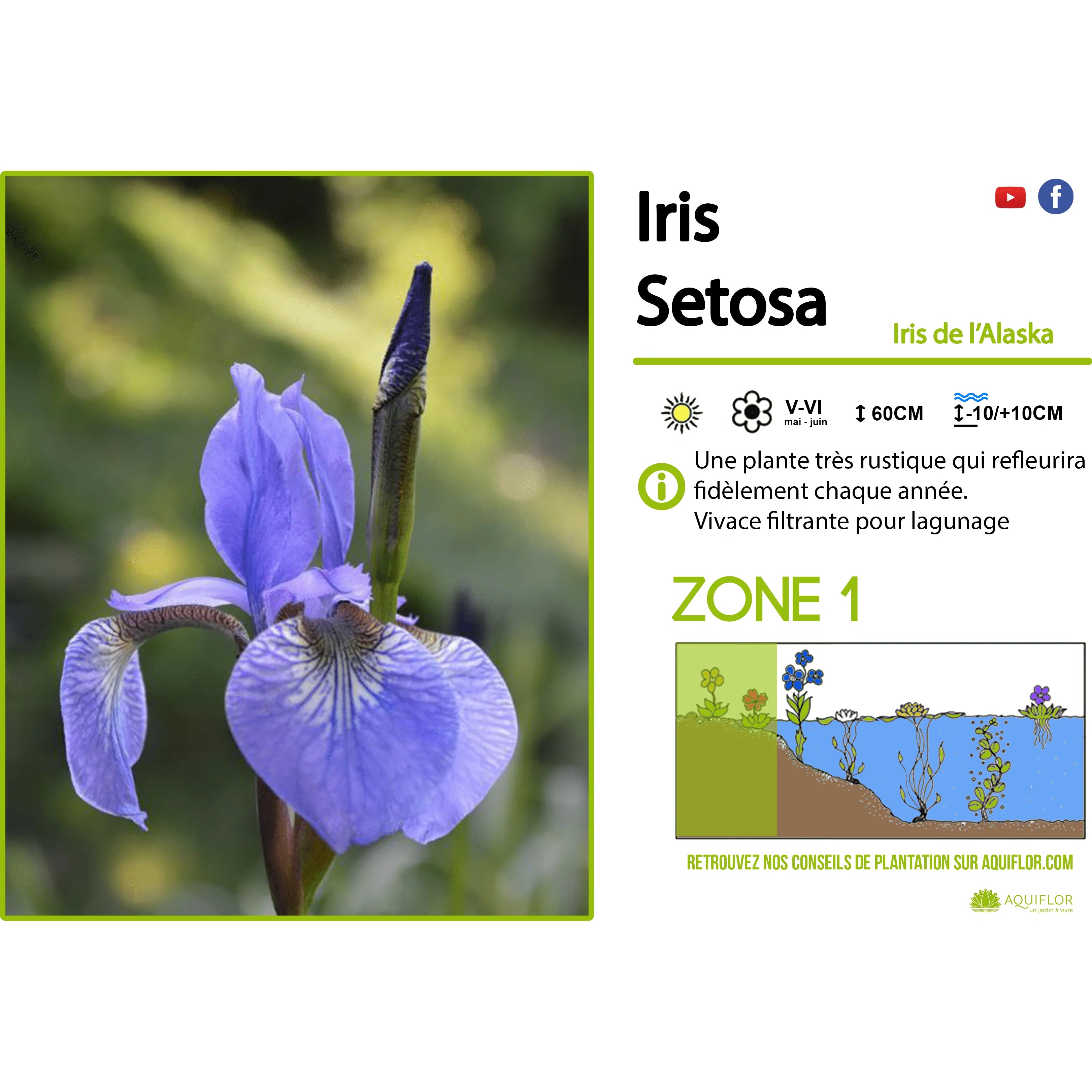 Iris Setosa - Iris de l'Alaska - Plante de berge