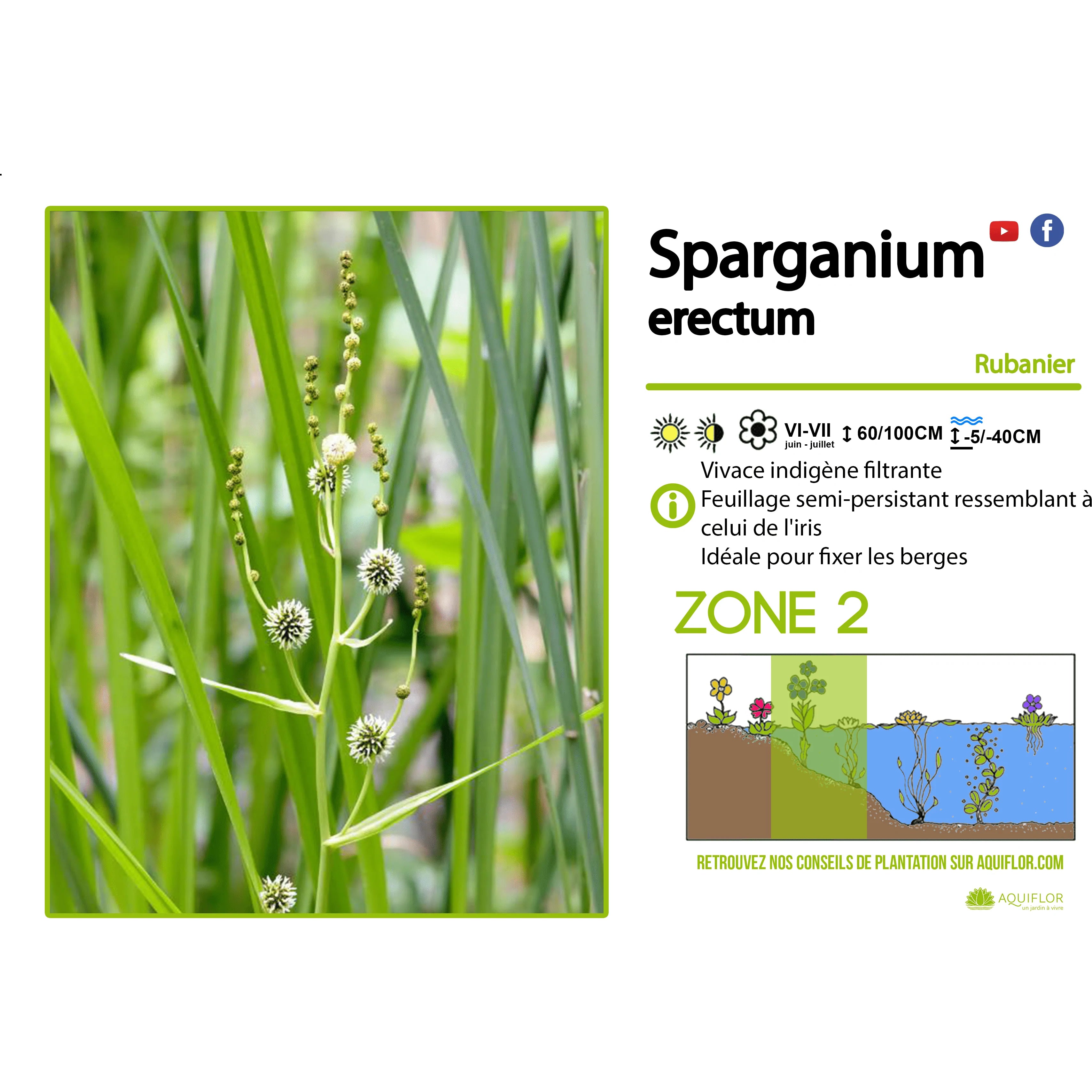 Sparganium Erectum - Ruban d'eau - Plante de berge